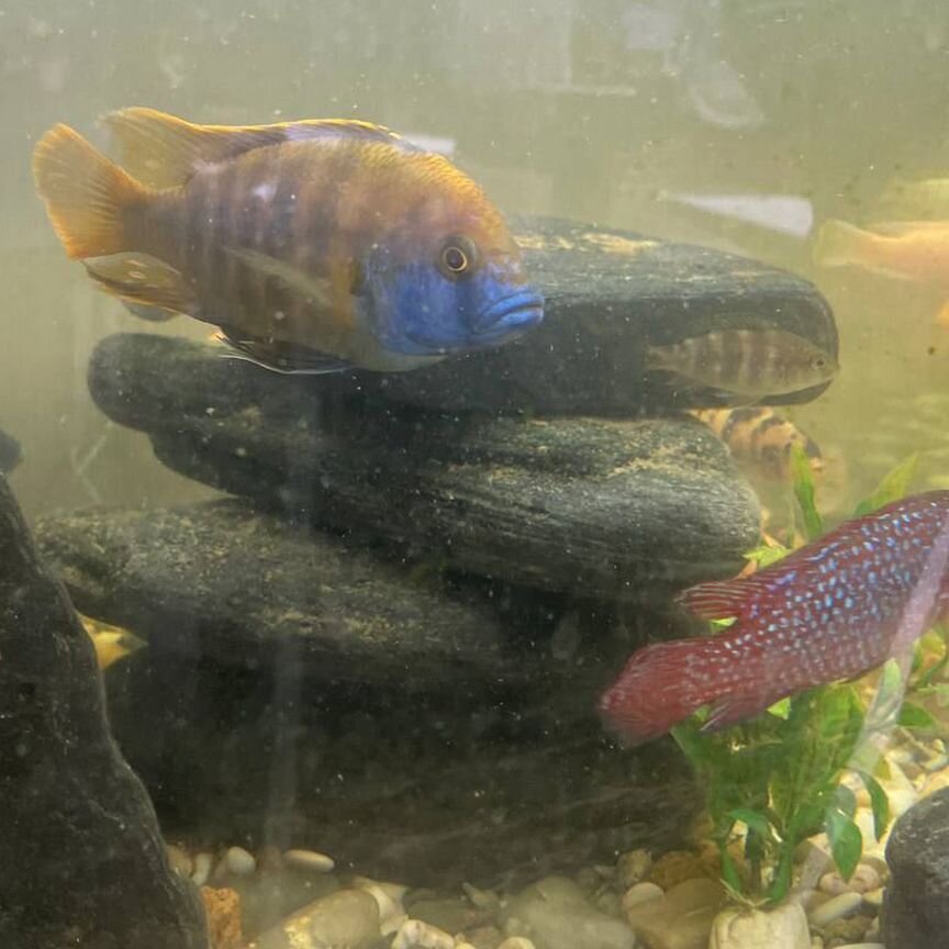 Аквариумные рыбки