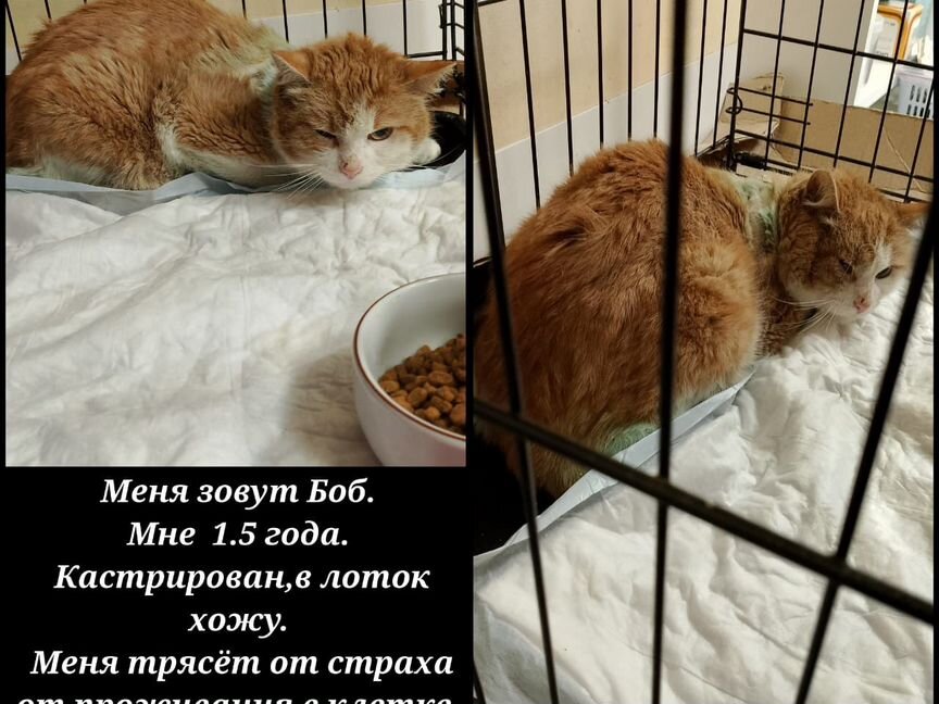 Боб хочет домой