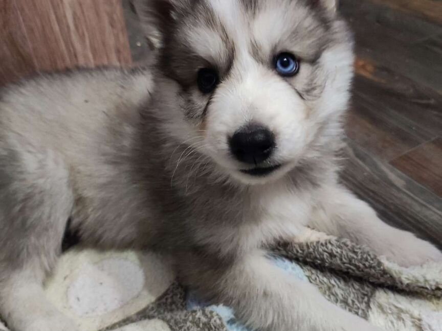 Сибирский хаски