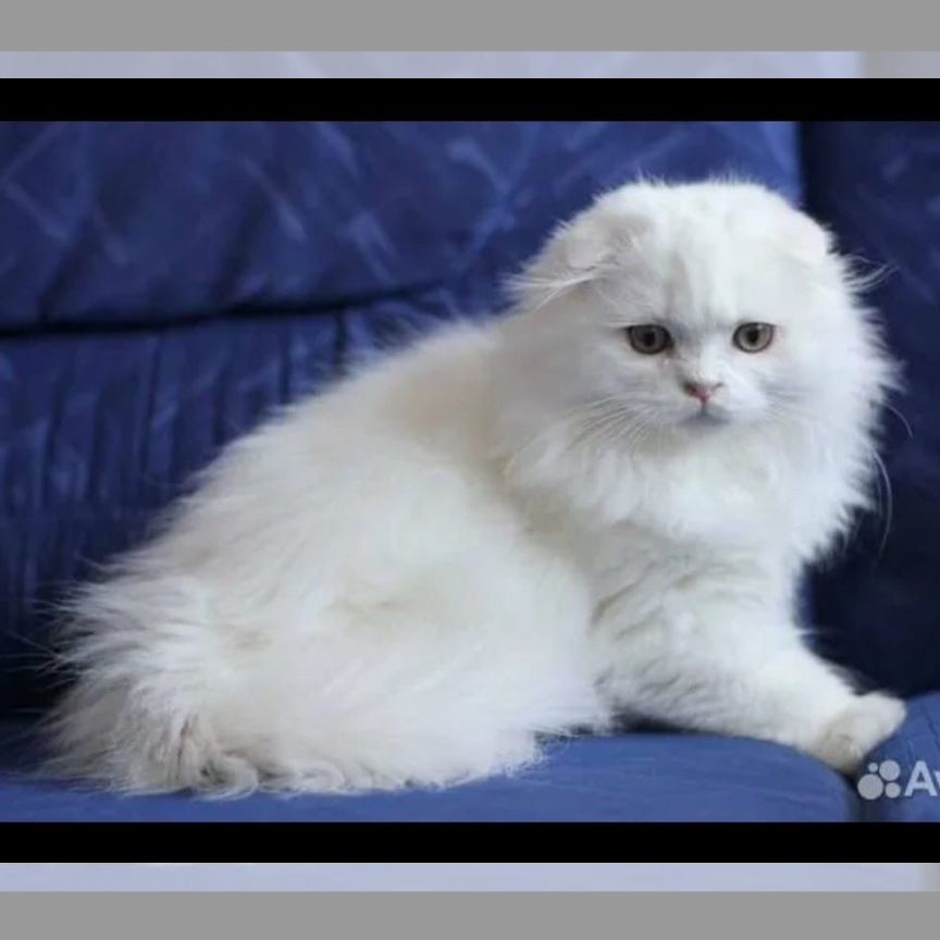 Котёнок от частного владельца