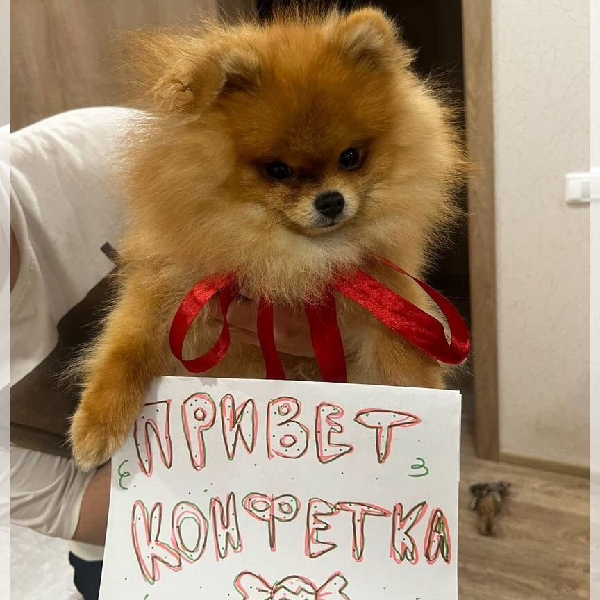Шпиц мини)
