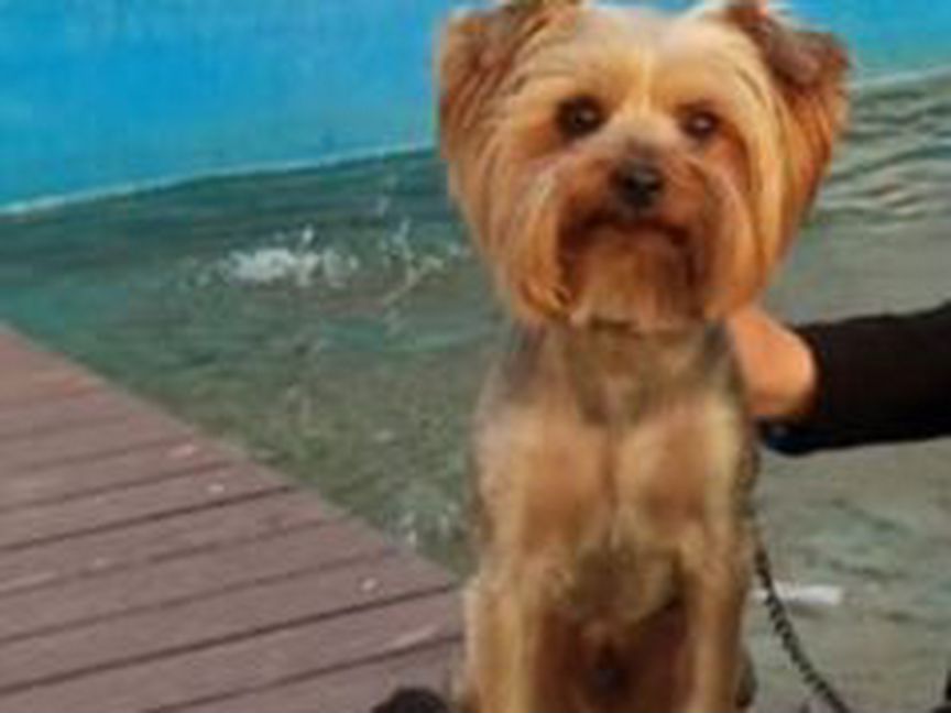 Йоркширский терьер