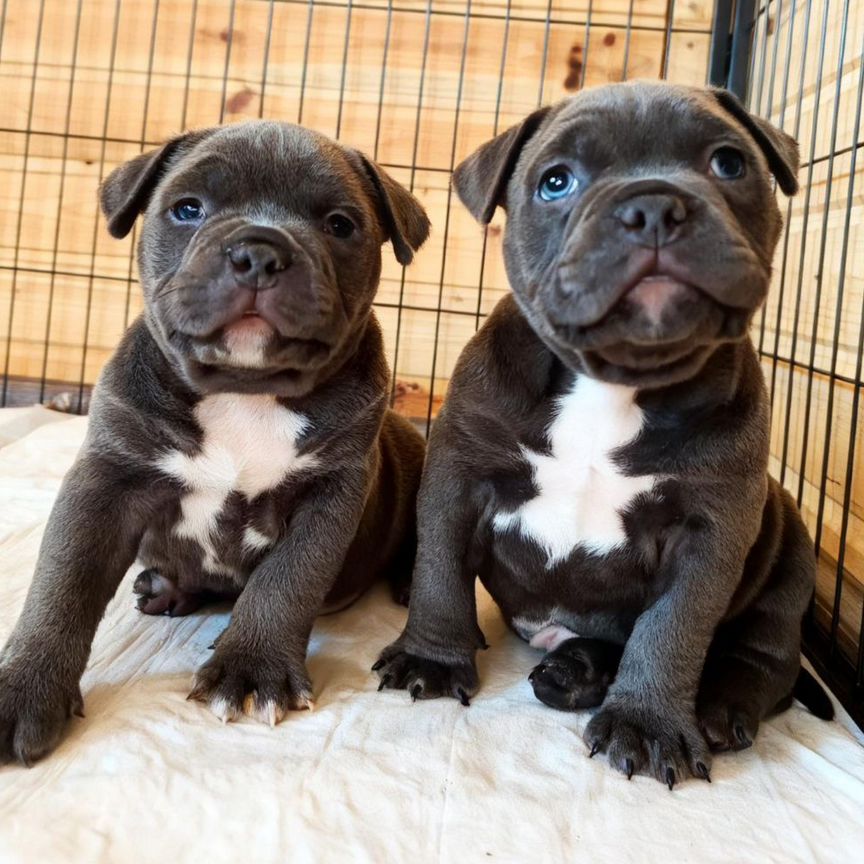 Американский булли, щенок