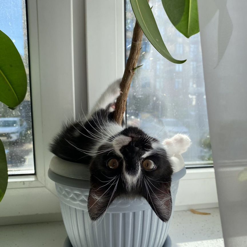 Кот