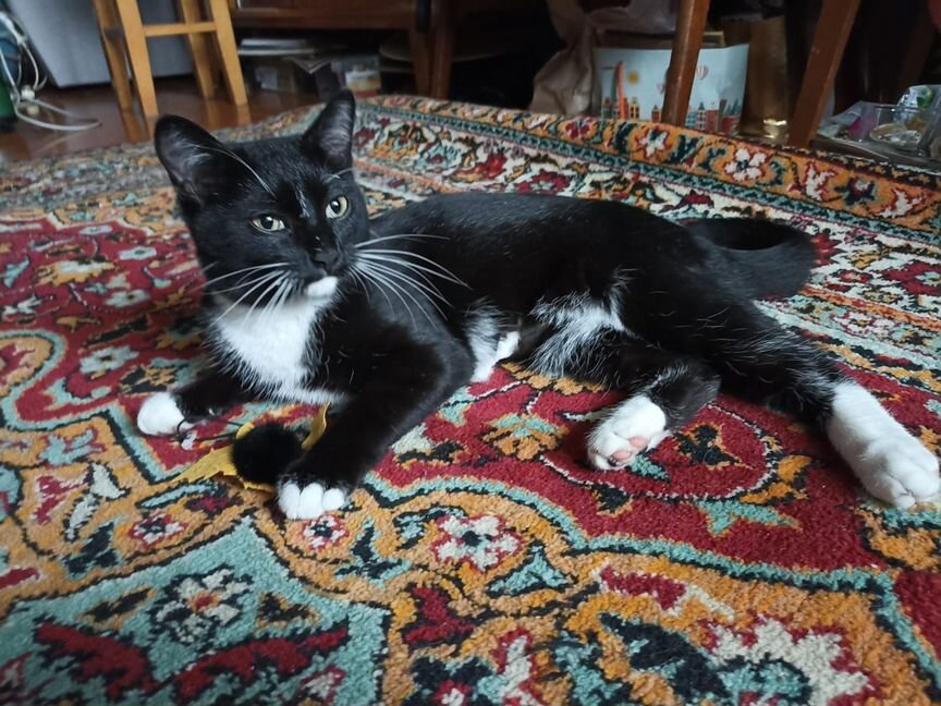 Обоятельный котик добавит радости в ваш дом