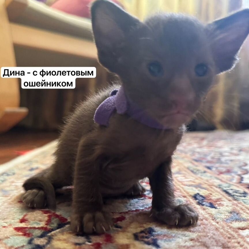 Ориентальный котёнок