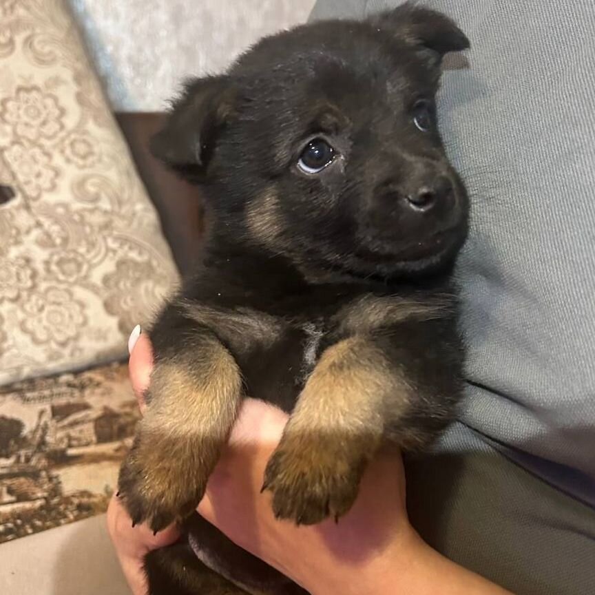 Щенок в добрые руки