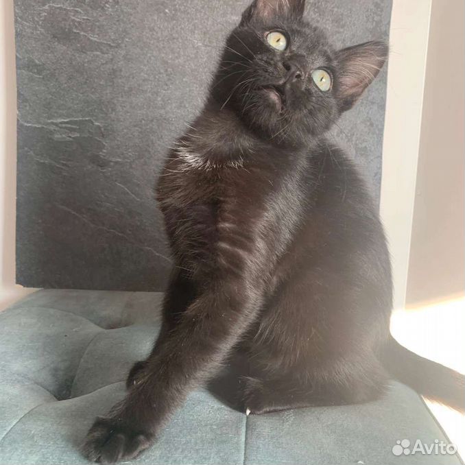 Котенок уголек