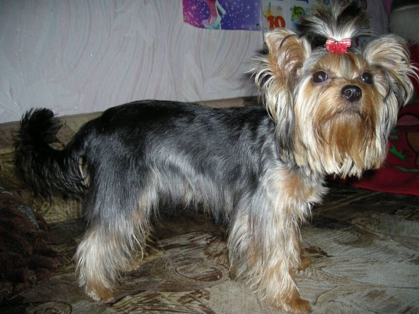 Йоркширский терьер мини