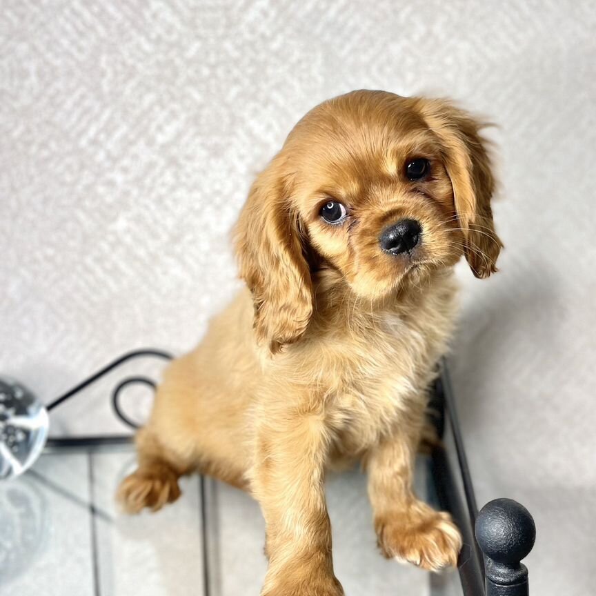 Кавалер кинг чарльз спаниель-мальчик рубин