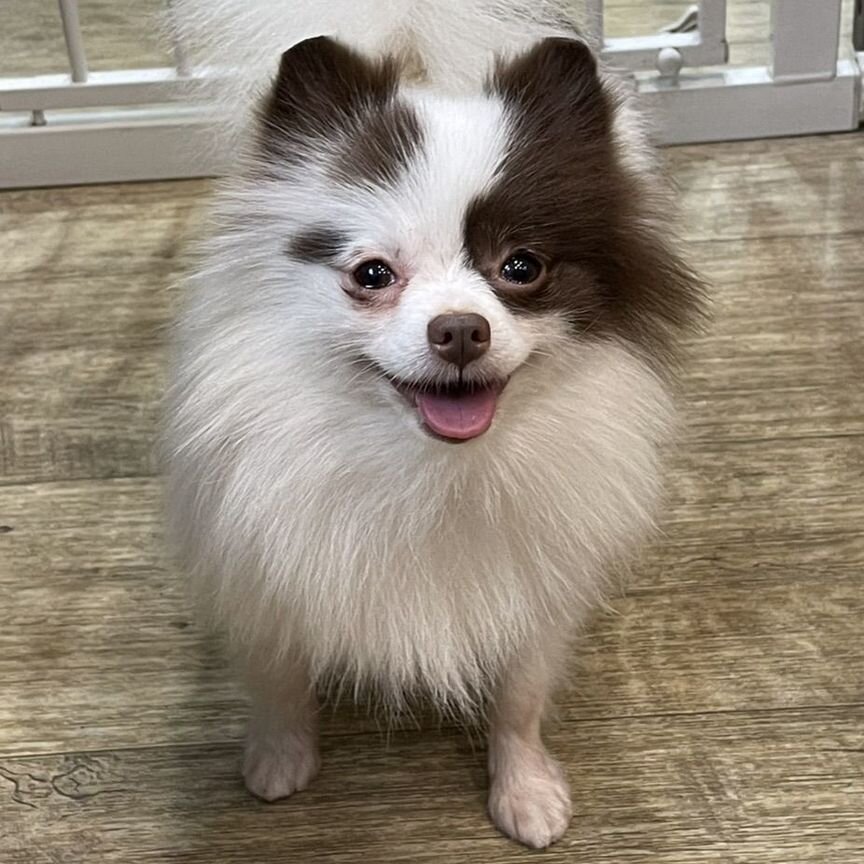 Померанский шпиц, взрослая собака