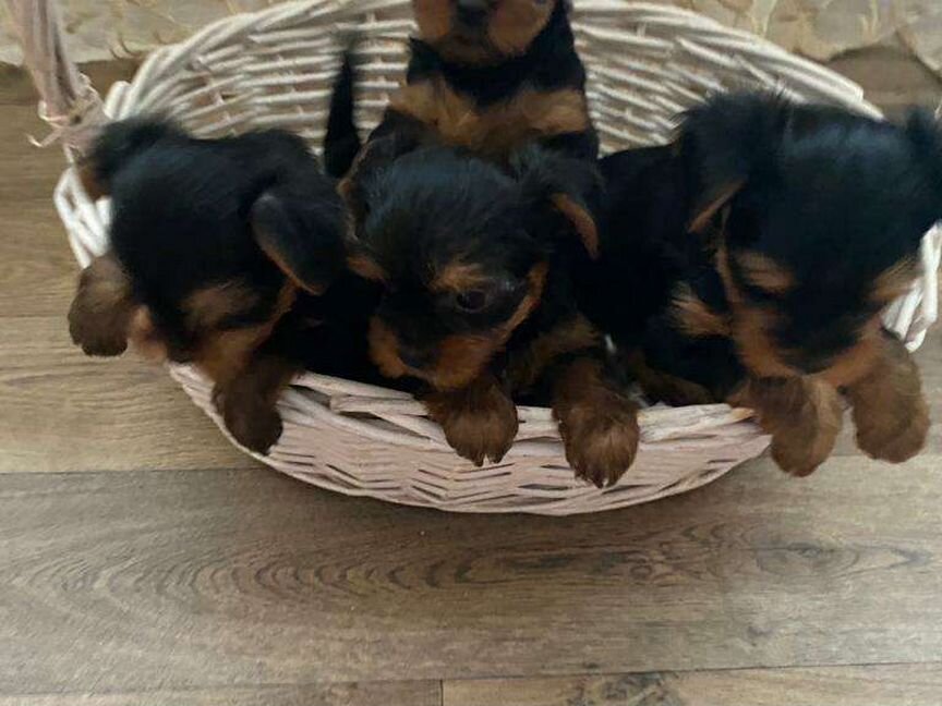 Йоркширский терьер щенки