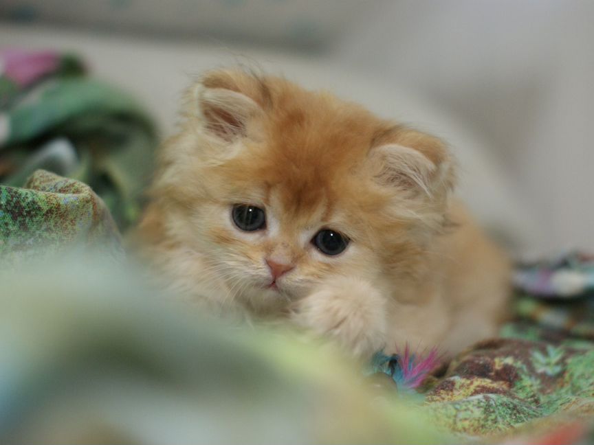 Сладкий лисёнок