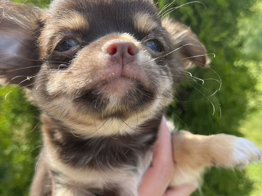 Мальчик чихуа 2 месяца