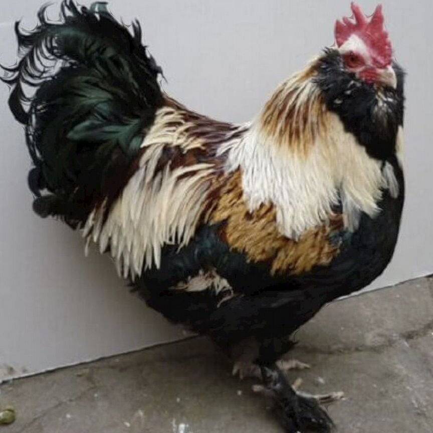 Петух Фавероль