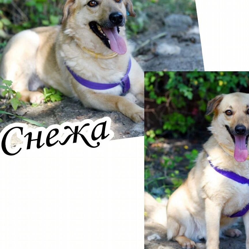 Славная девочка ищет дом