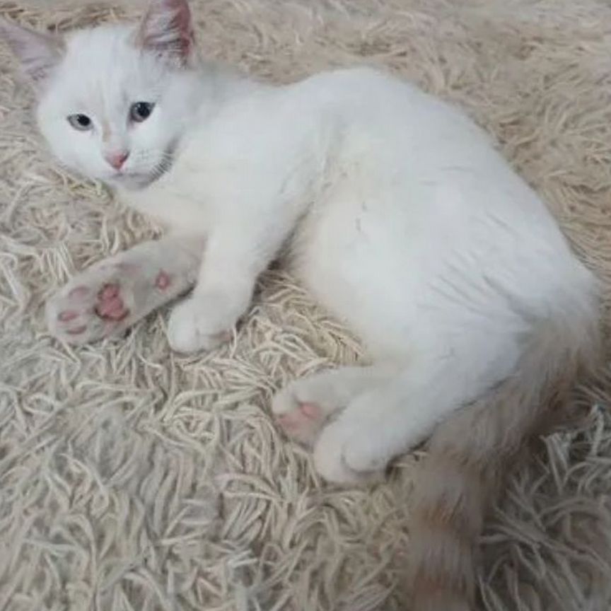 Невский маскарадный котёнок