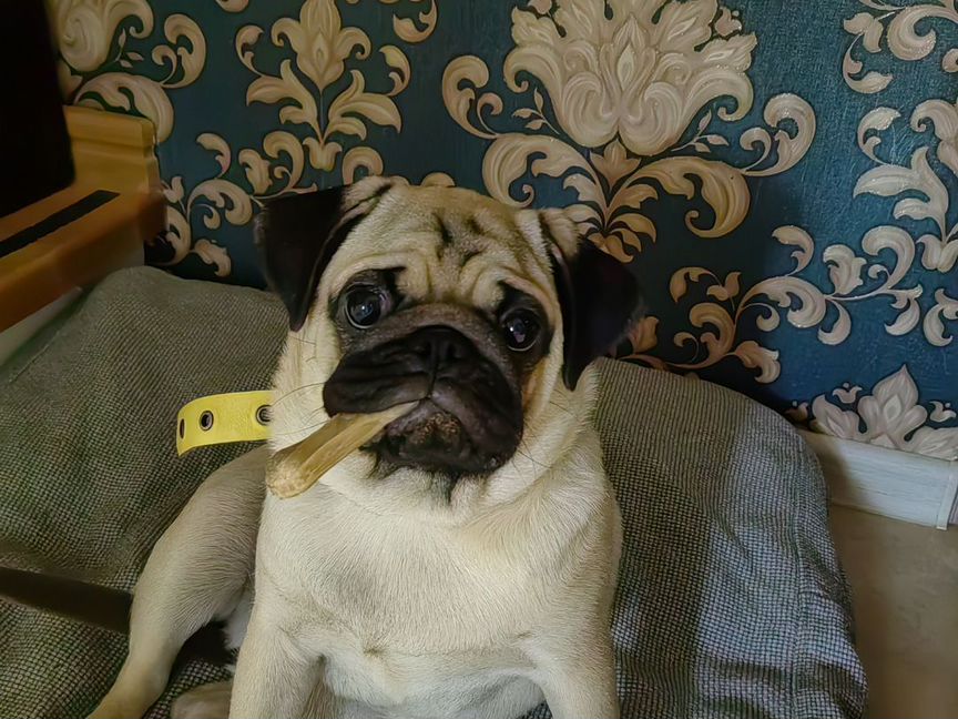 Щенки мопса девочки