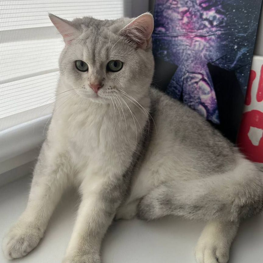 Британский короткошёрстный котёнок