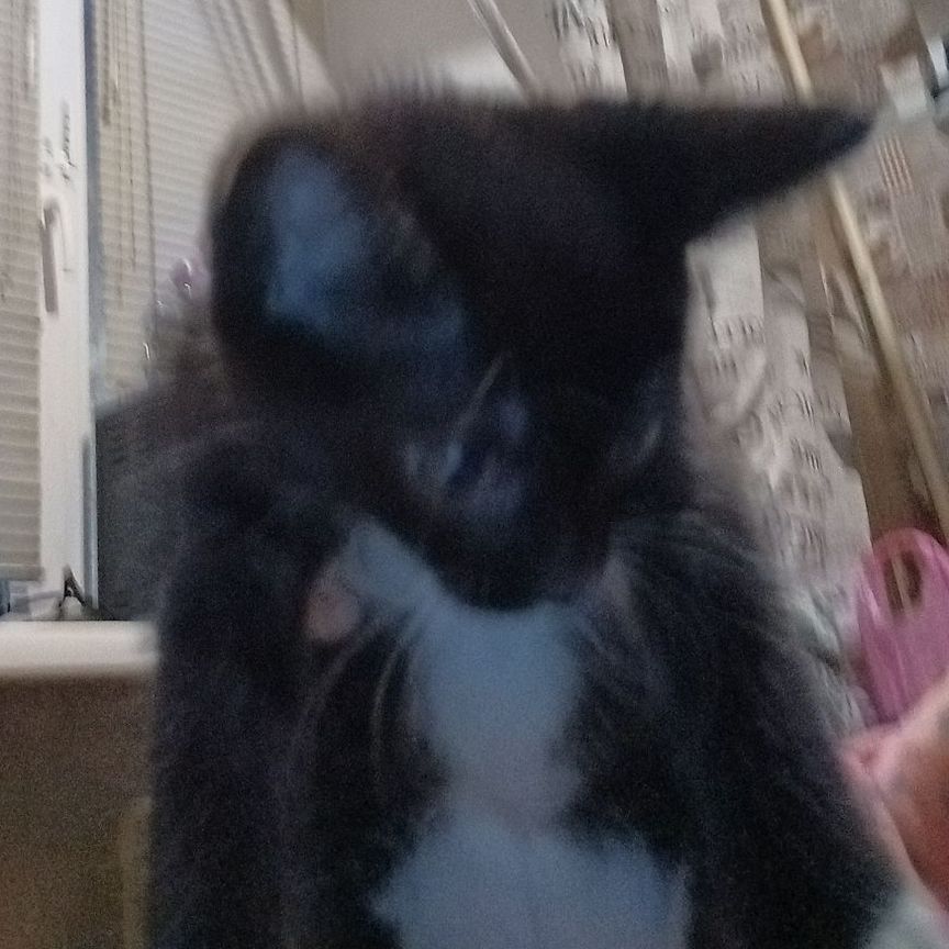 Сейшельский длинношёрстный котёнок