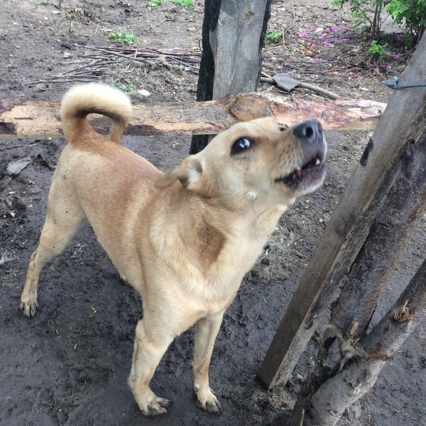 Собака в добрые руки, Тобик ищет хозяина