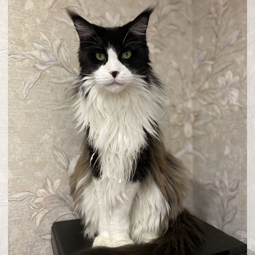 Мейн-кун, взрослый кот