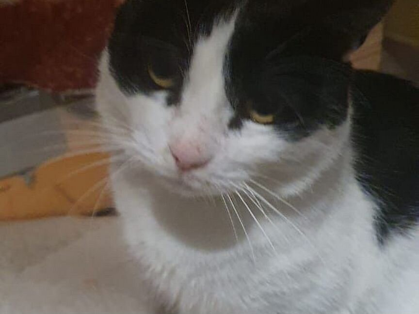 Кот Тимка ищет дом