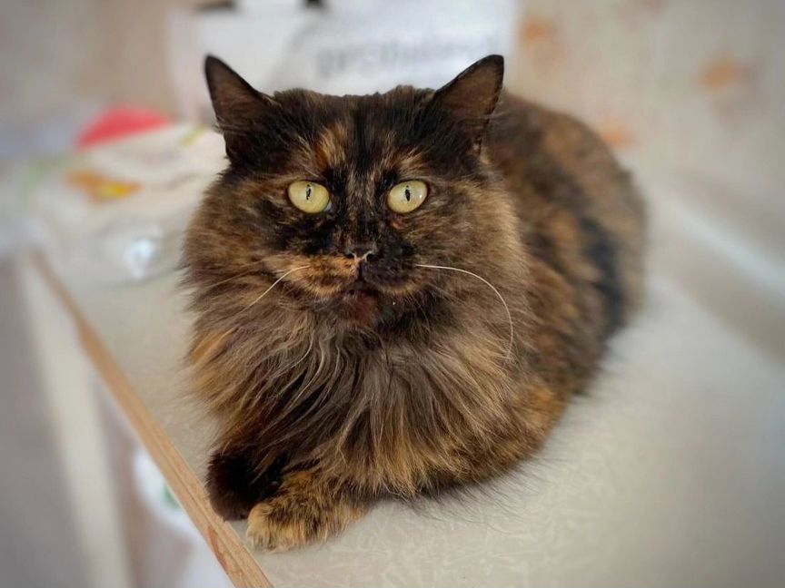 Черепаховая красота