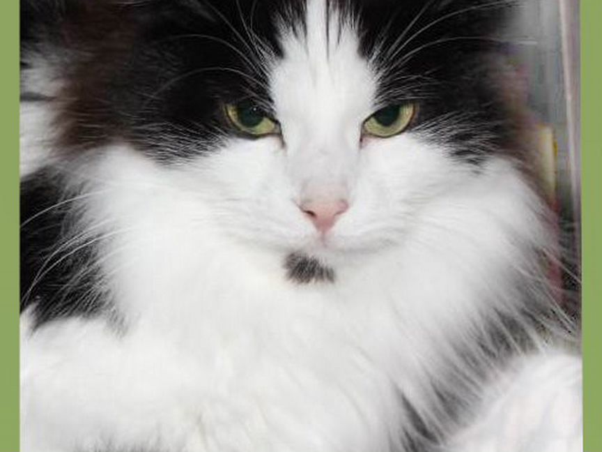 Молодой кисе нужен дом. Умерла хозяйка