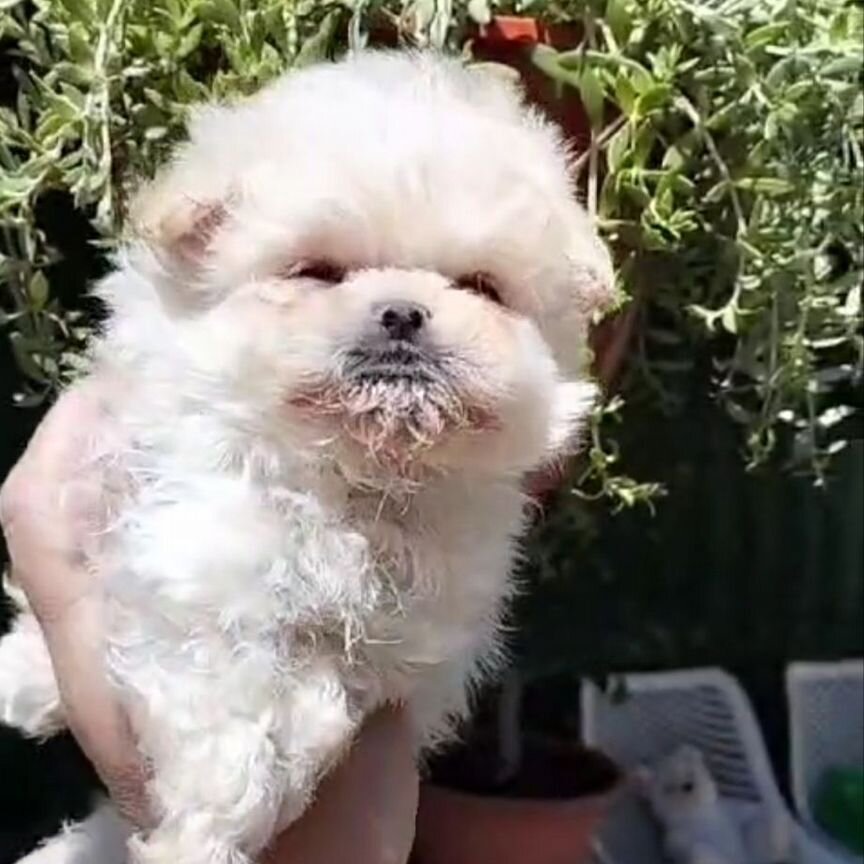 Карамельный Мальтипу Мальчик