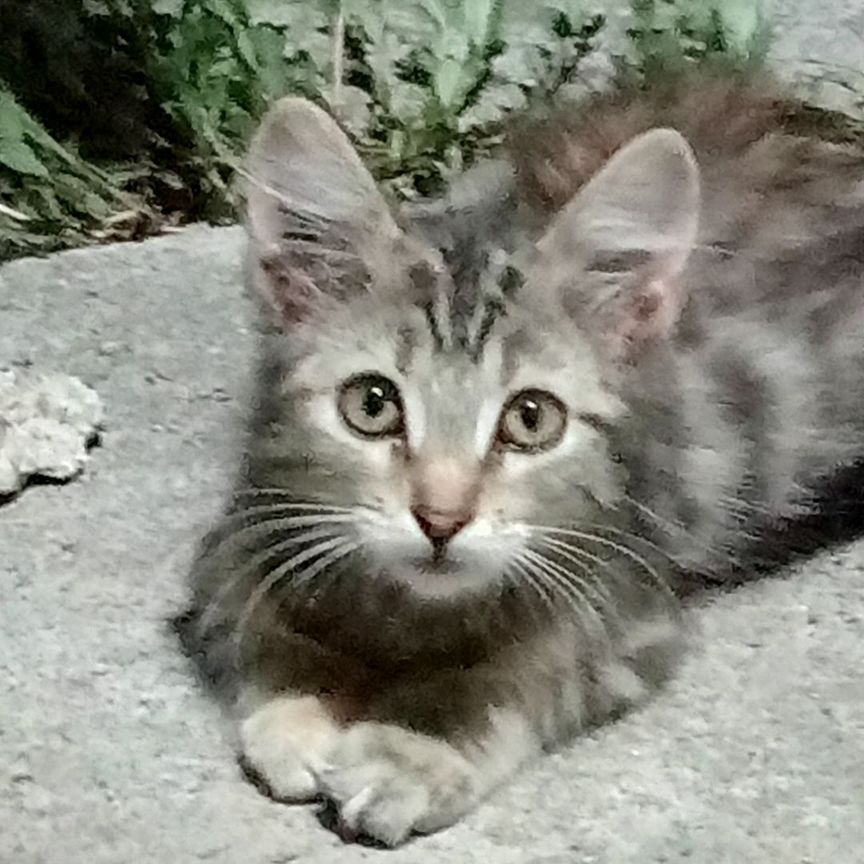 Кошечки 2.5 месяца. Девочки