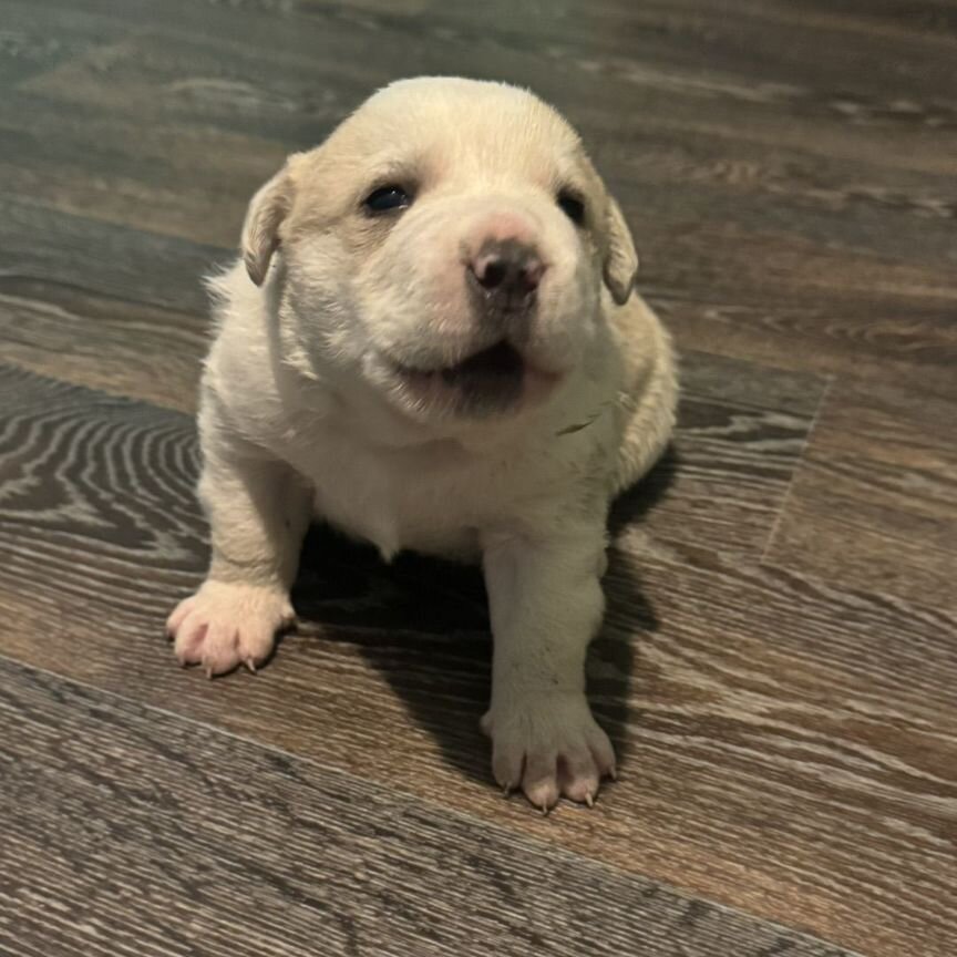 Щенки алабая