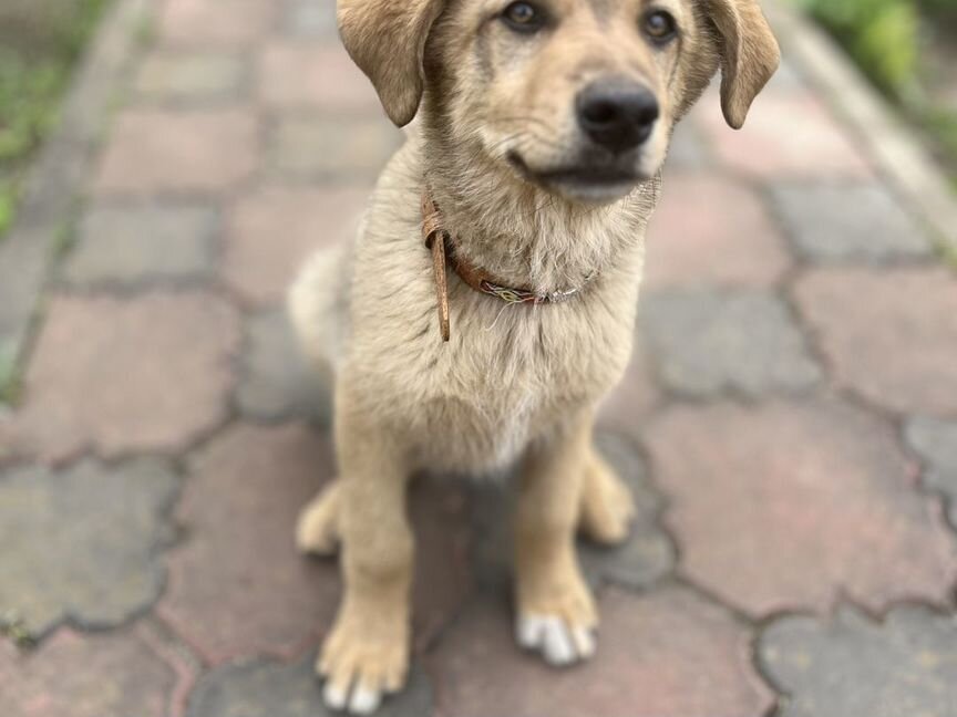 Пристройство