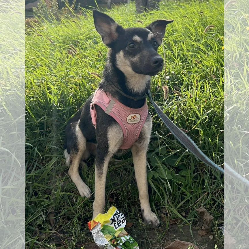 Щенок в добрые руки