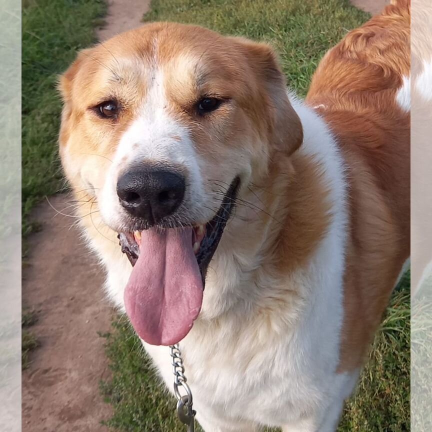 Добрый алабай