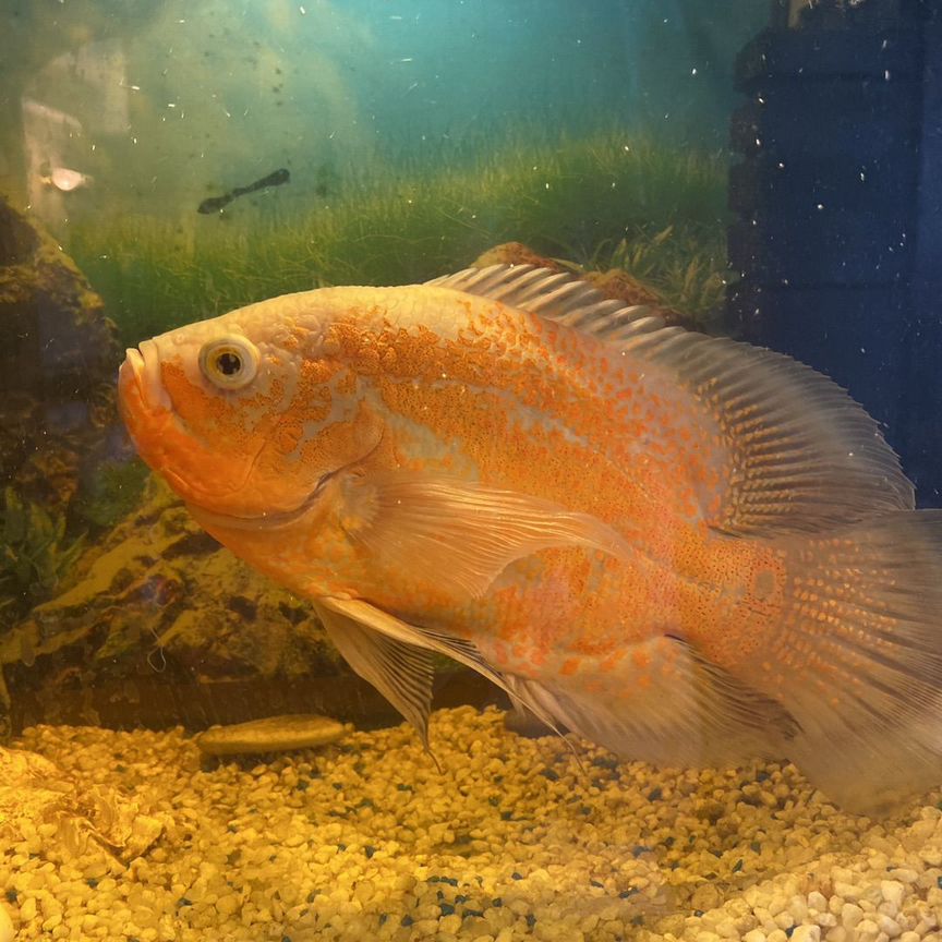 Астронотус Глазчатый