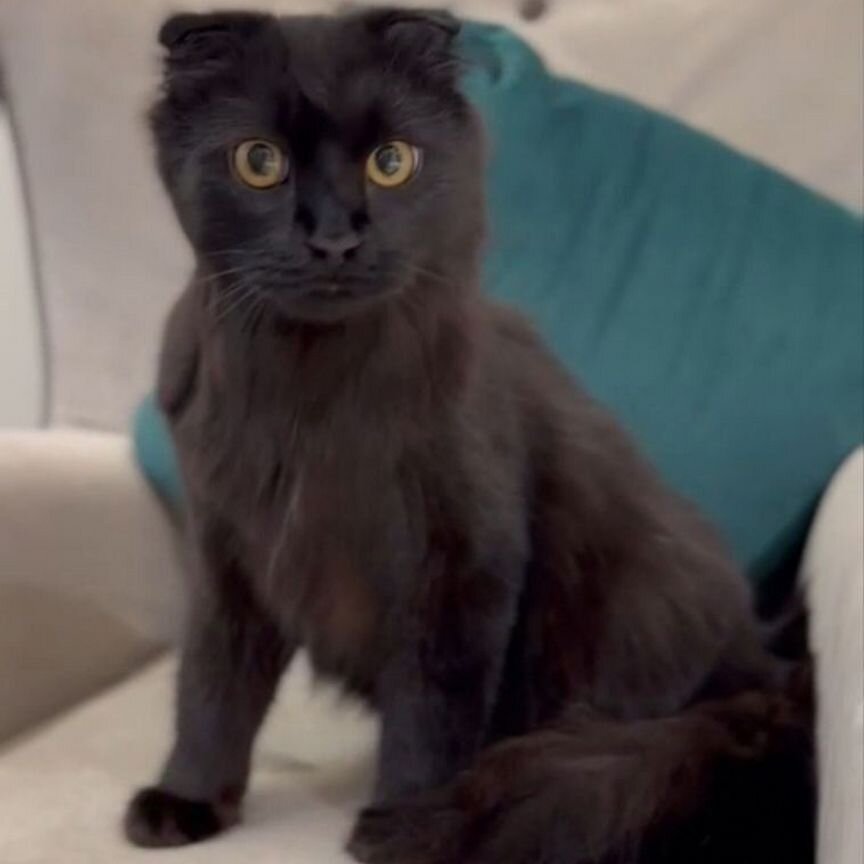 Шикарный вислоухий красавчик