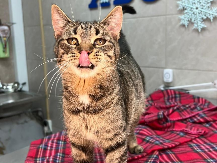 Котенок