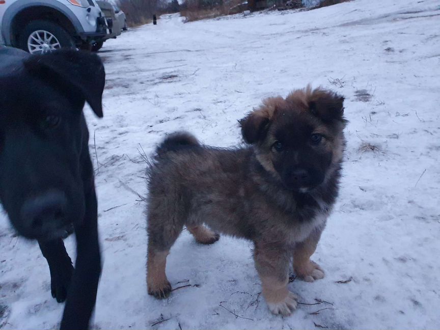 Дворовая братва