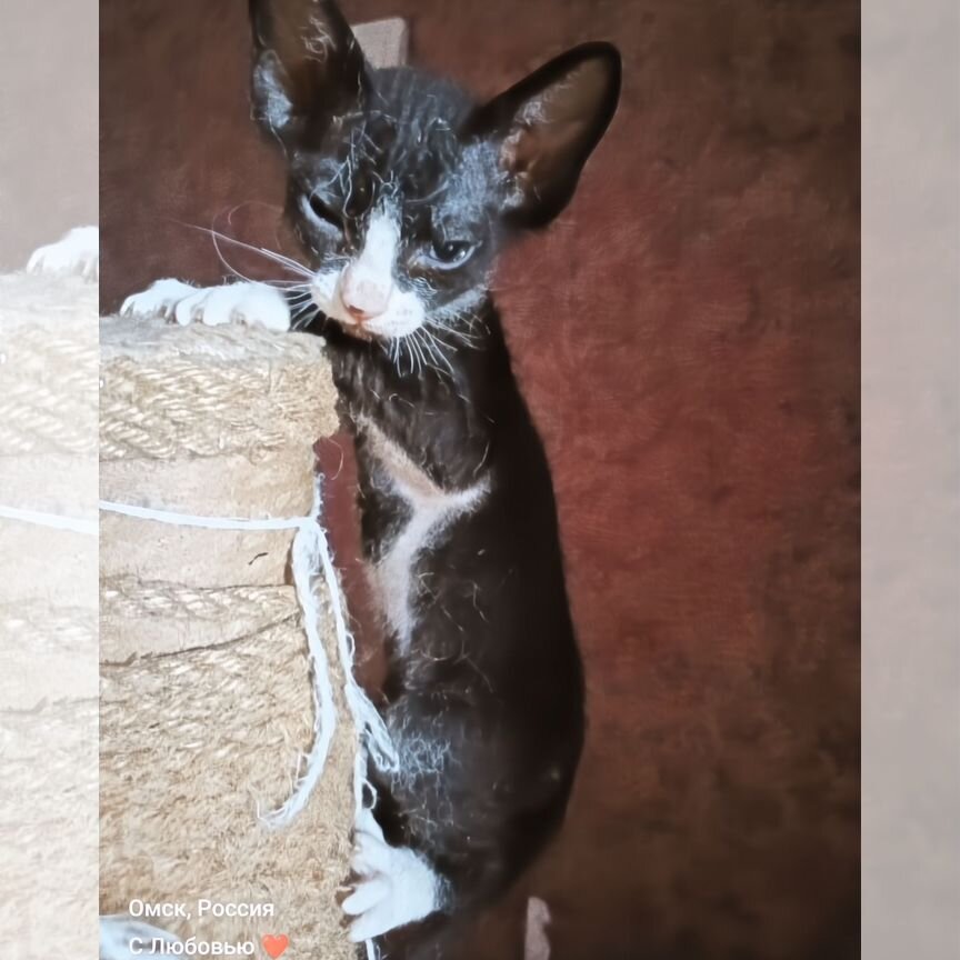 Канадский сфинкс котёнок