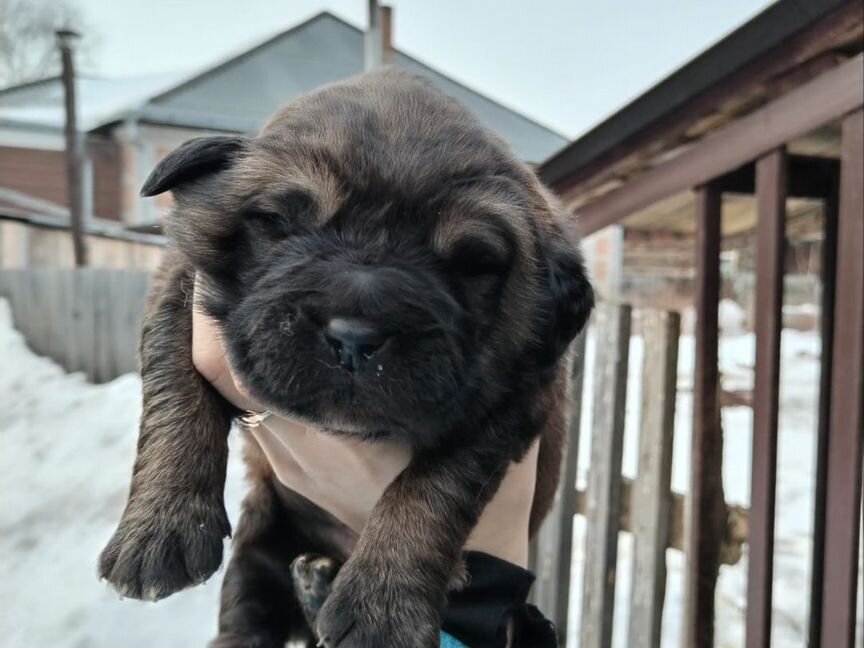 Тибетский мастиф щенки