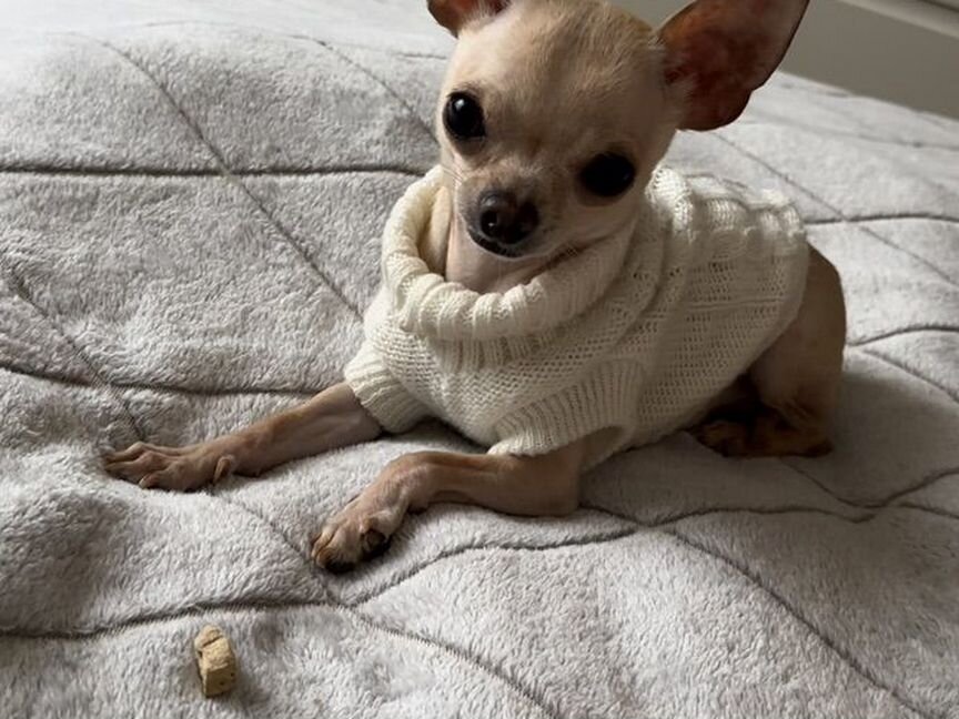 Чихуахуа мини