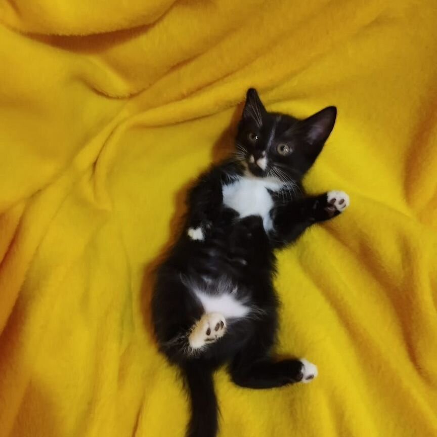 Котёнок ищет дом
