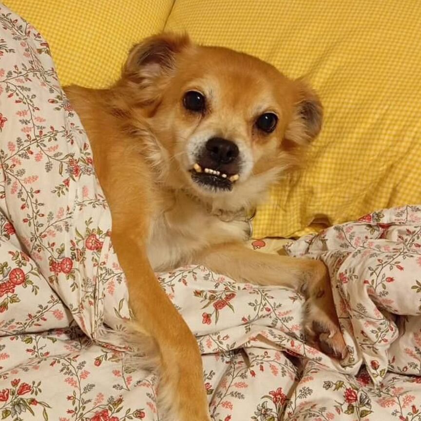 Взрослая собака в добрые руки