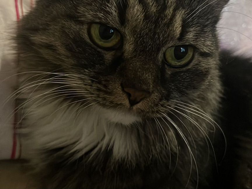 Кошка в добрые руки