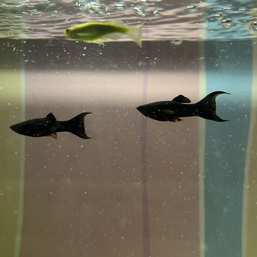 Пара моллинезий