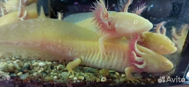 Аксолотль "Водяной дракончик"