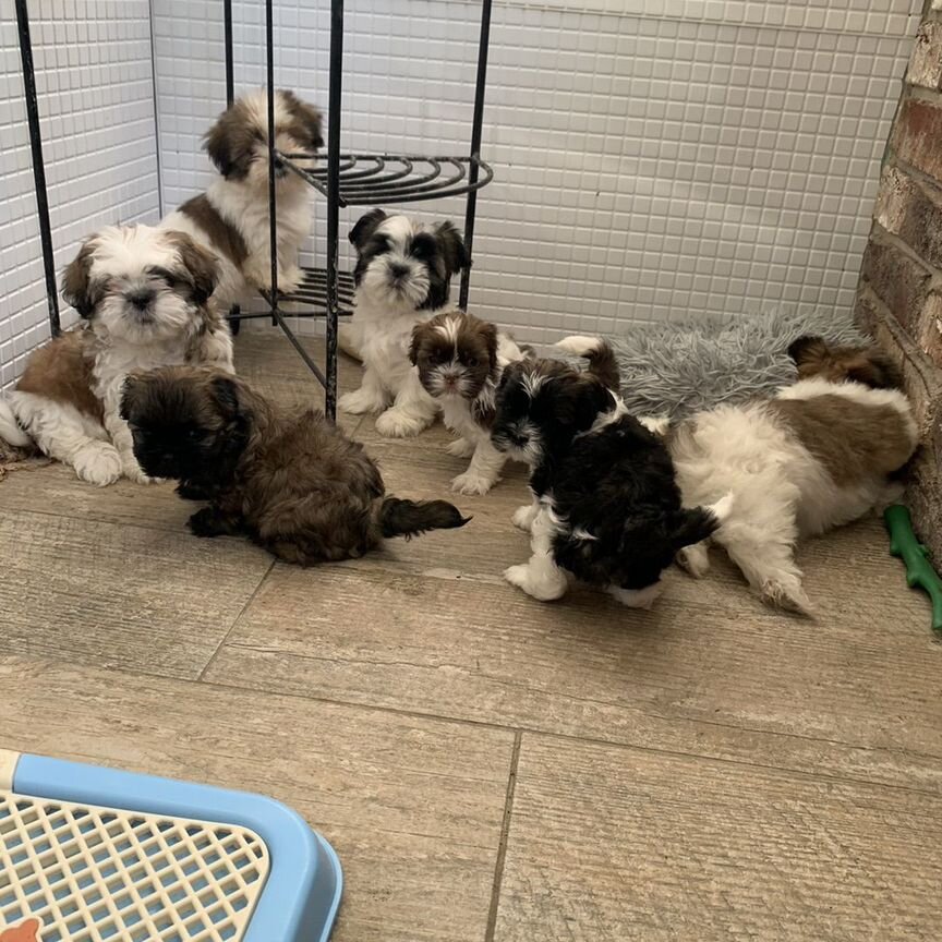 Редкие и классические