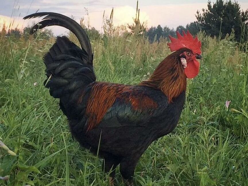 Петух от ухейилюй с семьей