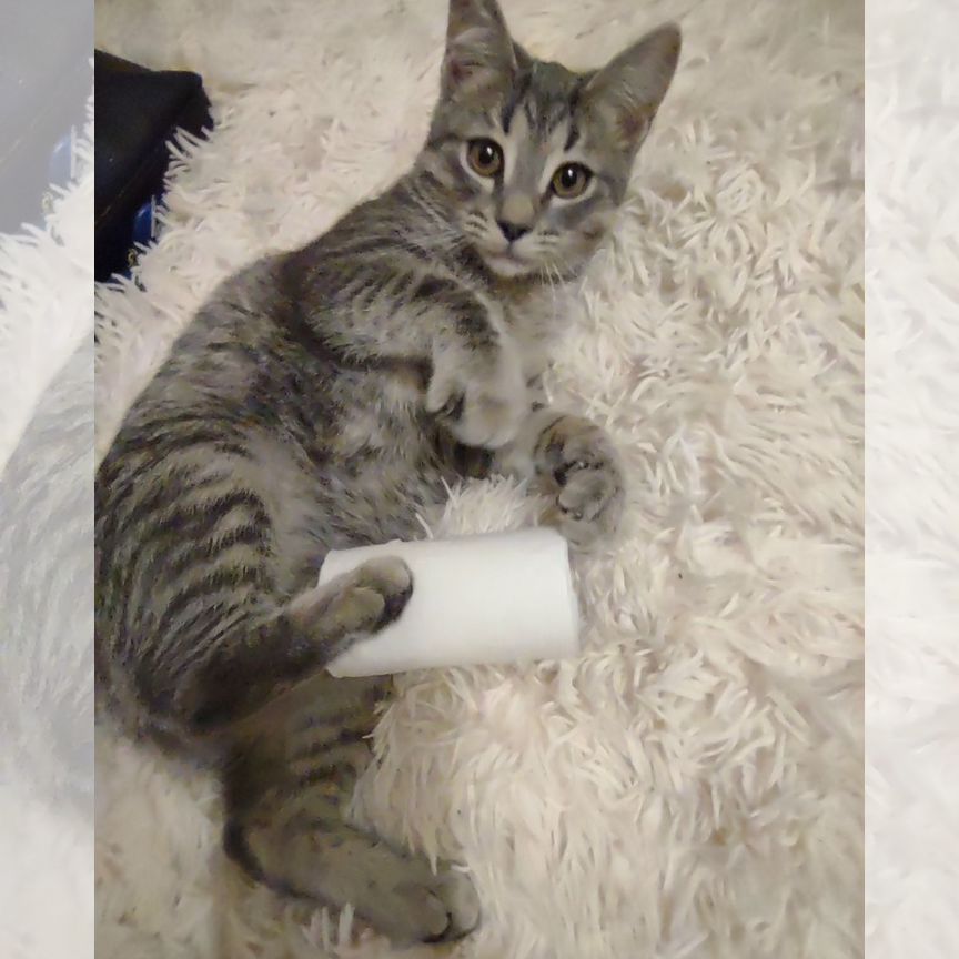 Котенок Тави, кошечка 6 мес окрас-пятнистый серебр